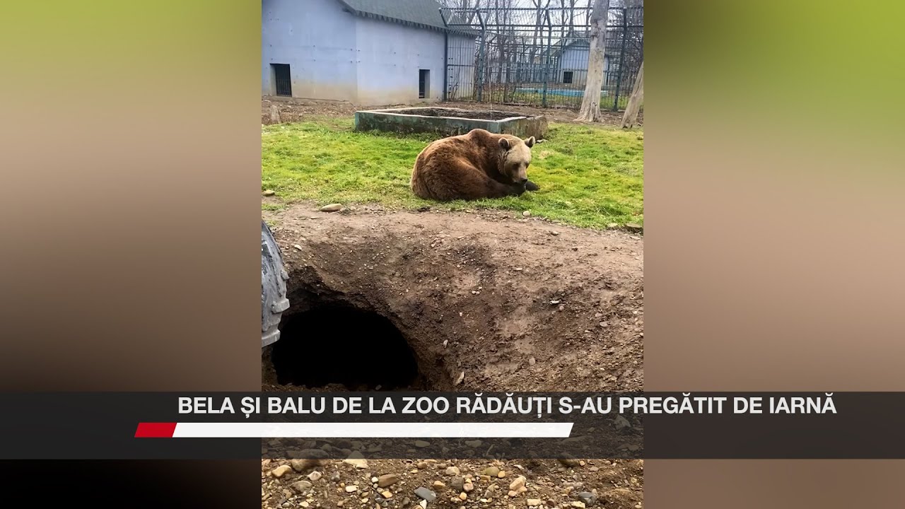 Bela și Balu de la Zoo Rădăuți s-au pregătit de iarnă