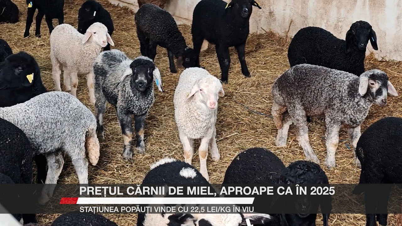 Prețul cărnii de miel, aproape ca în 2025